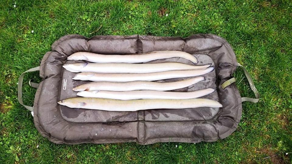 FRISSS.hu ...minden Szombathelyről és környékéről / Angolnákat fogtak a ...